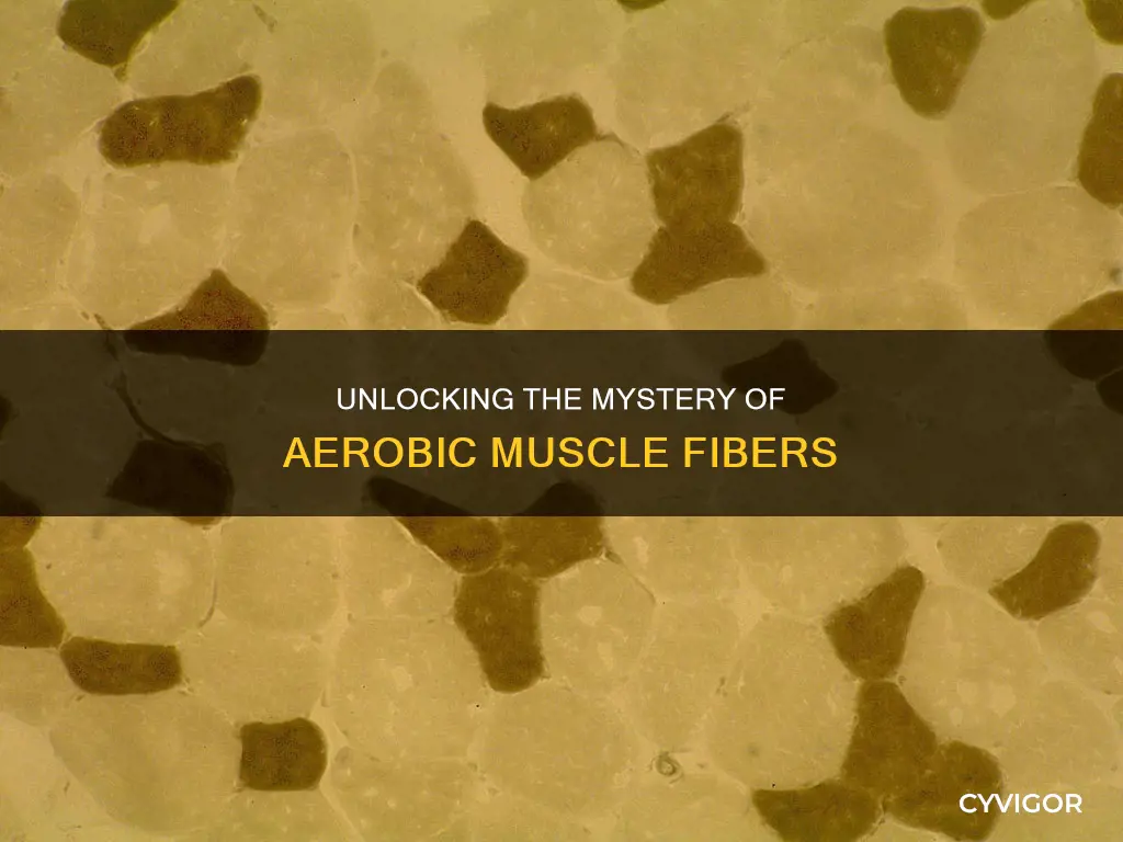 Unlocking The Mystery Of Aerobic Muscle Fibers | CyVigor