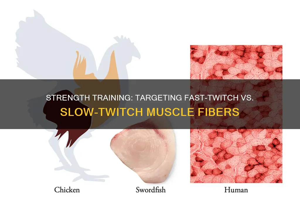 Strength Training: Targeting Fast-Twitch Vs. Slow-Twitch Muscle Fibers ...