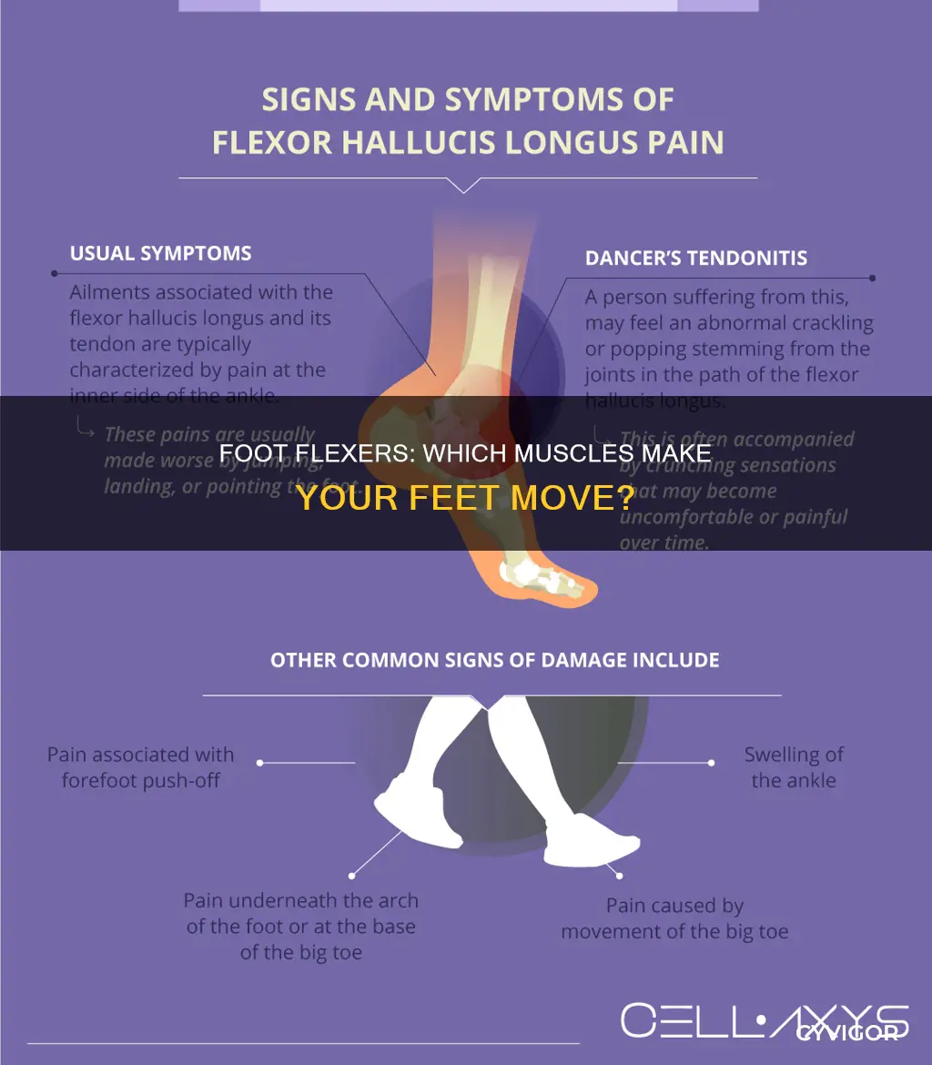 Foot Flexers: Which Muscles Make Your Feet Move? | CyVigor