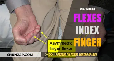 Understanding Elbow Flexion: Which Muscles Are Involved? | CyVigor