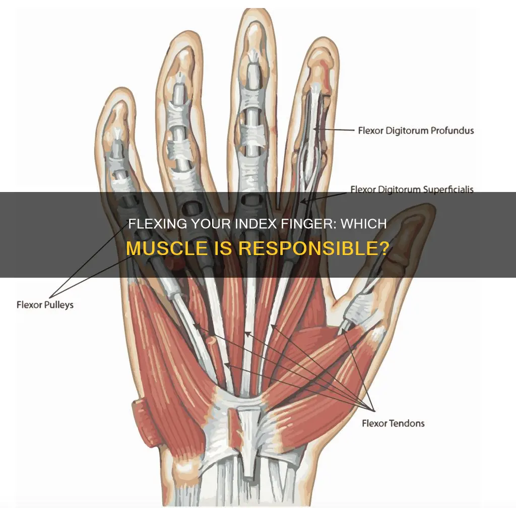 Flexing Your Index Finger: Which Muscle Is Responsible? | CyVigor