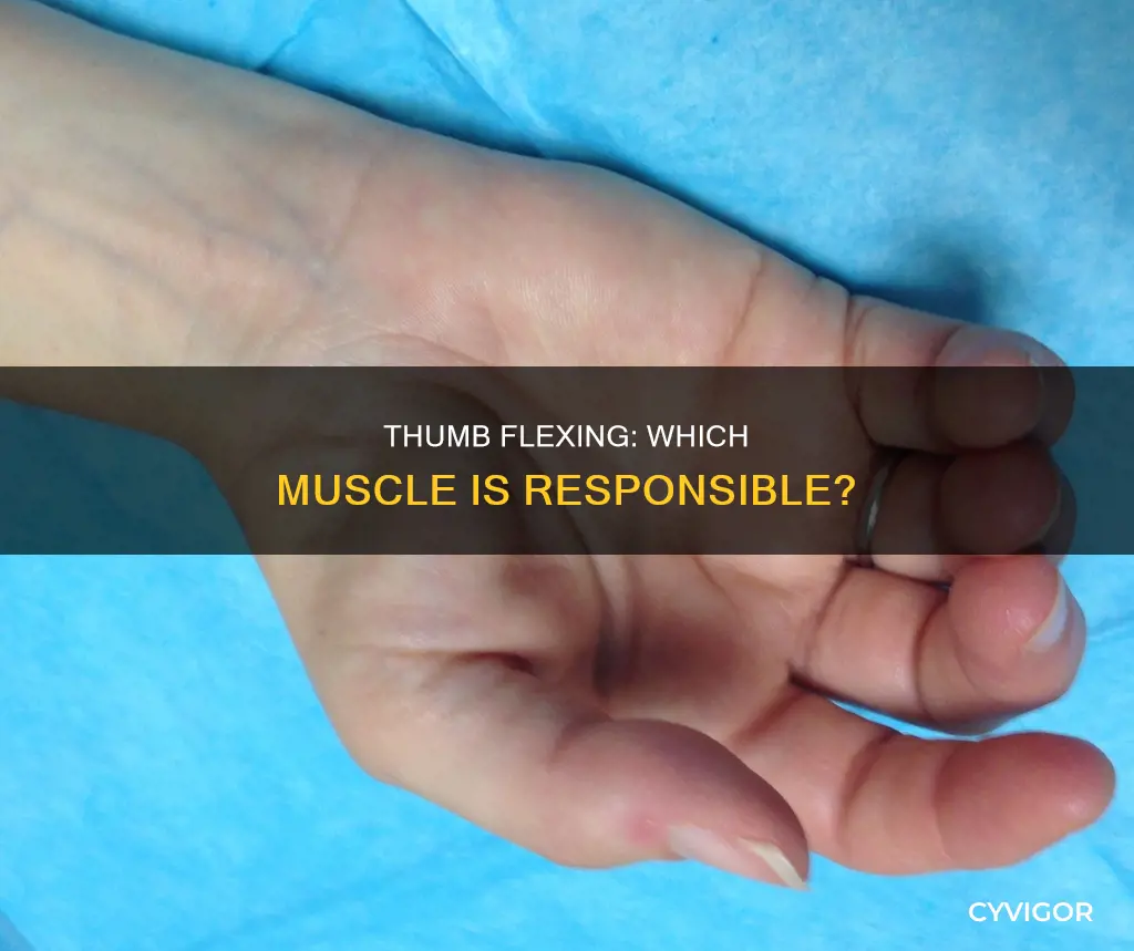 Thumb Flexing: Which Muscle Is Responsible? | CyVigor
