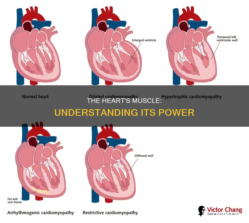 The Heart's Muscle: Understanding Its Power | CyVigor