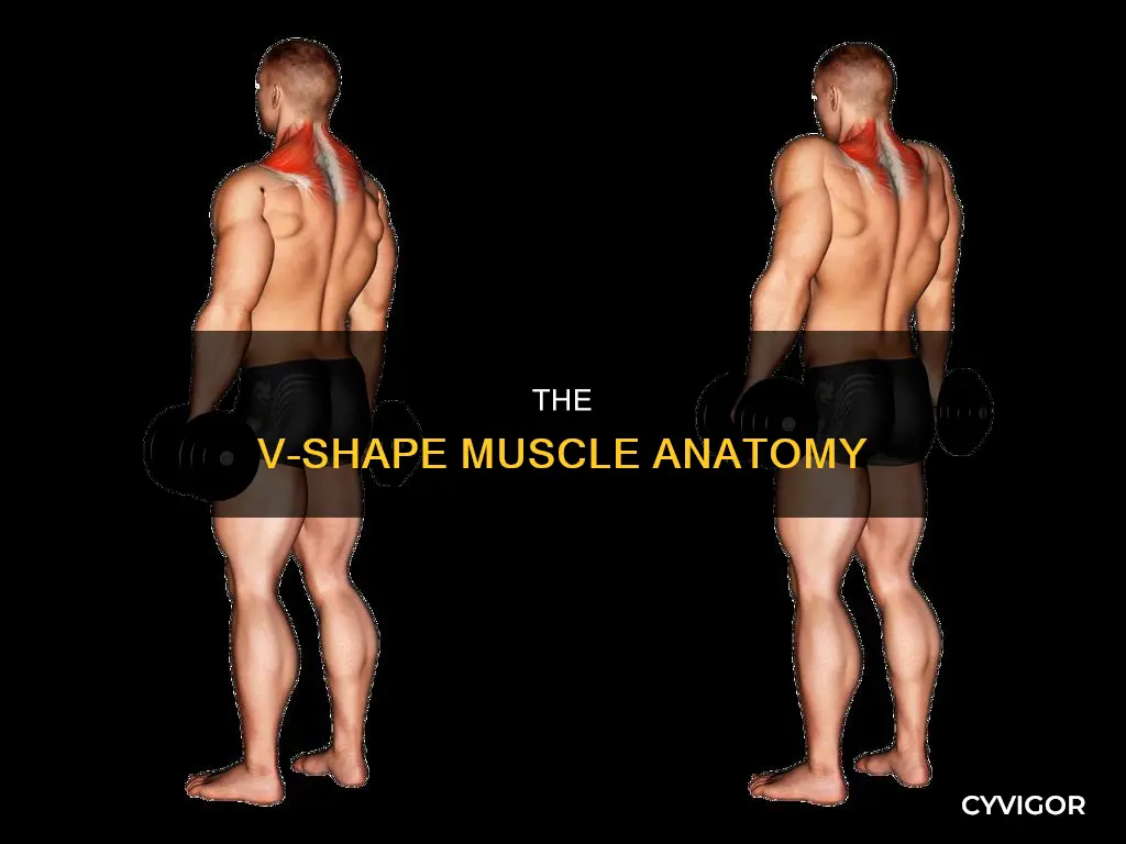 The V-Shape Muscle Anatomy | CyVigor