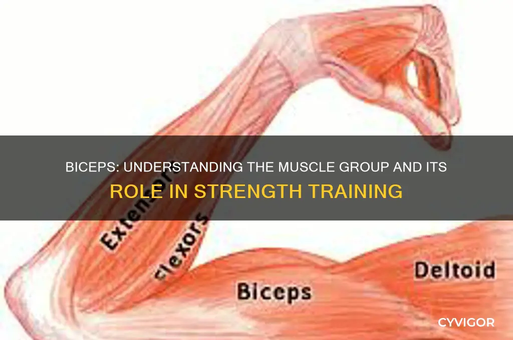 Biceps: Understanding The Muscle Group And Its Role In Strength ...