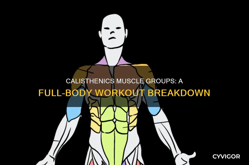 Calisthenics Muscle Groups: A Full-Body Workout Breakdown | CyVigor