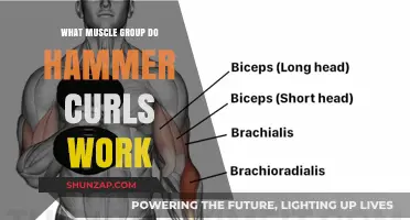 Shoulder Press Muscles: Targeted Groups And Effective Workout Benefits ...