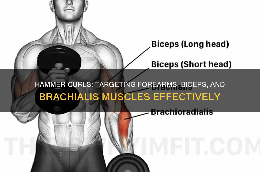 Hammer Curls: Targeting Forearms, Biceps, And Brachialis Muscles ...