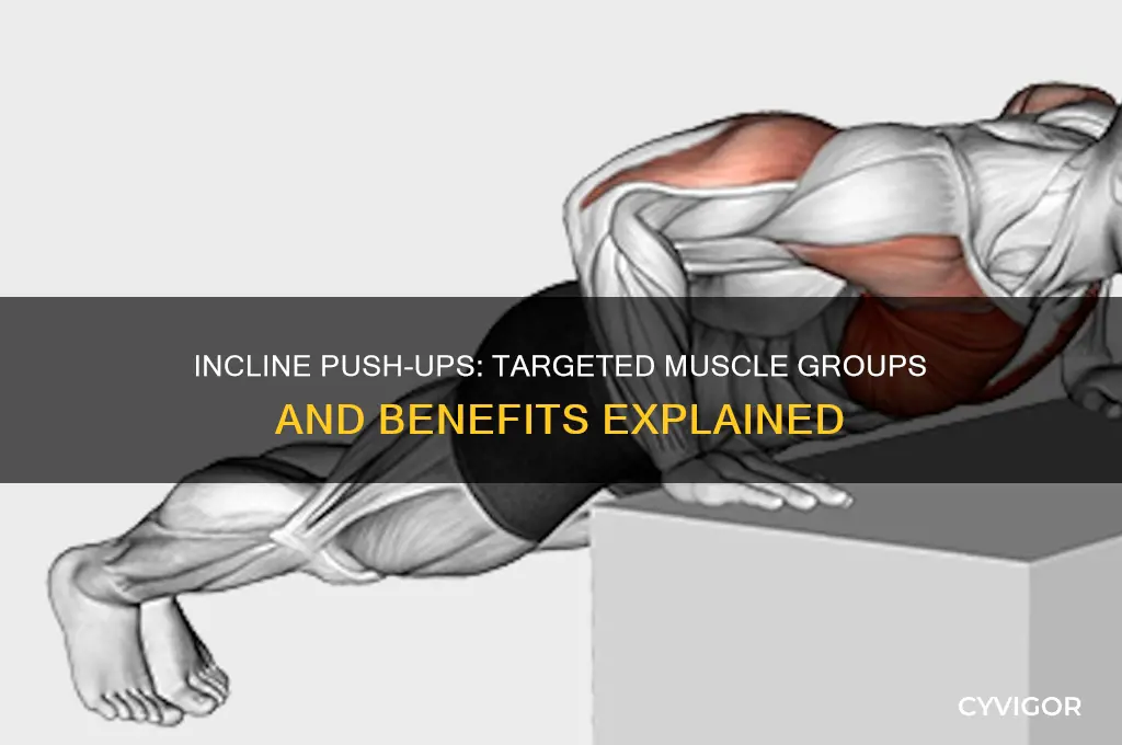 Incline Push-Ups: Targeted Muscle Groups And Benefits Explained | CyVigor