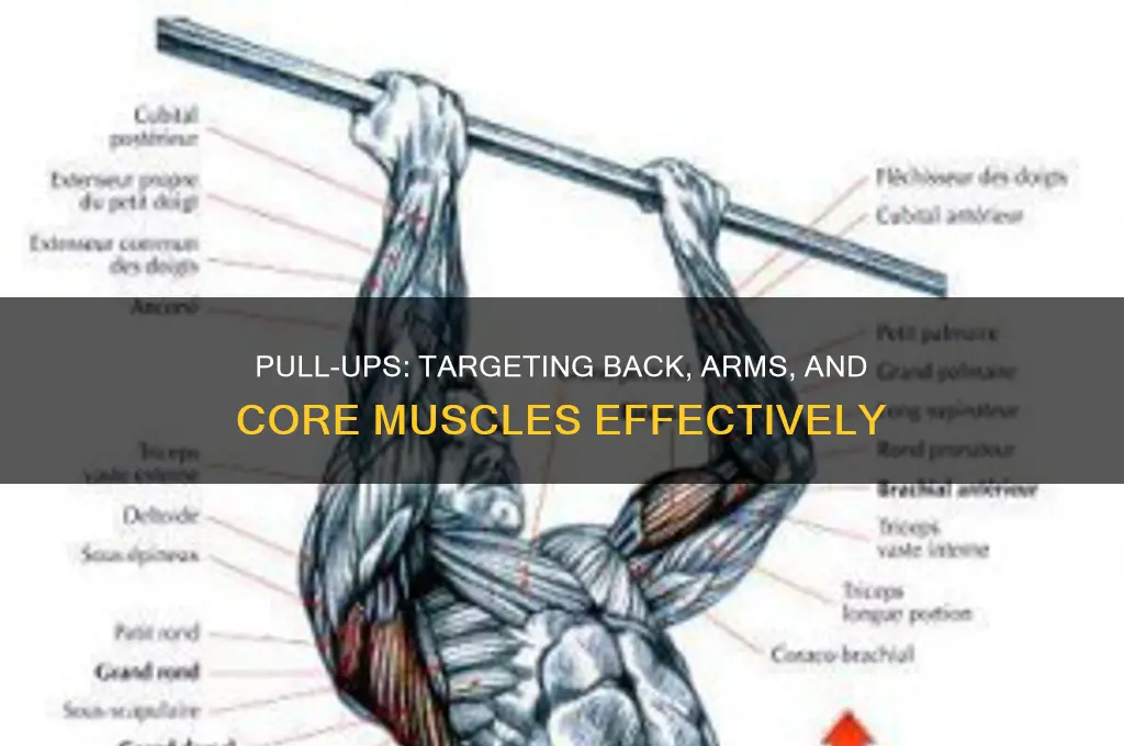 Pull-Ups: Targeting Back, Arms, And Core Muscles Effectively | CyVigor