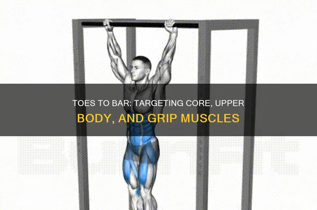 Toes To Bar: Targeting Core, Upper Body, And Grip Muscles | CyVigor