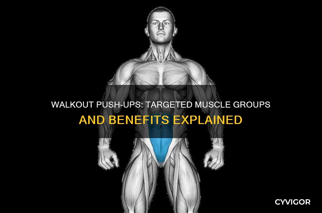 Walkout Push-Ups: Targeted Muscle Groups And Benefits Explained | CyVigor