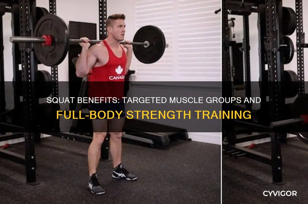 Squat Benefits: Targeted Muscle Groups And Full-Body Strength Training ...