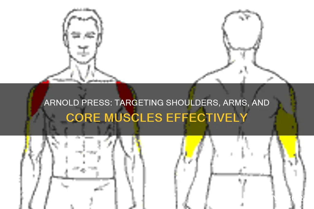 Arnold Press: Targeting Shoulders, Arms, And Core Muscles Effectively ...