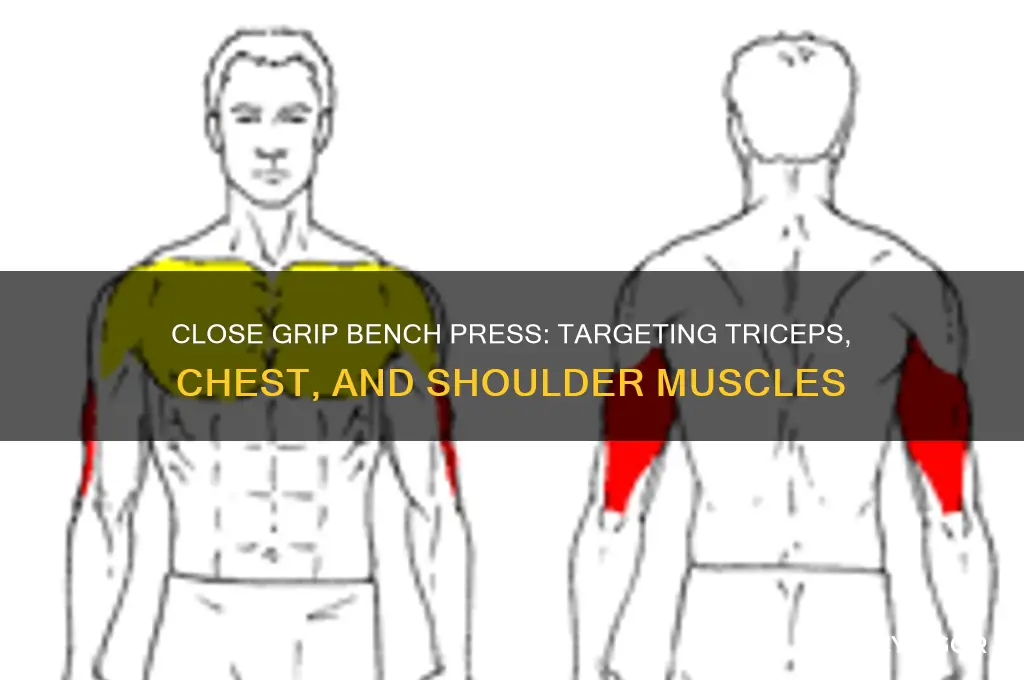 Close Grip Bench Press: Targeting Triceps, Chest, And Shoulder Muscles ...