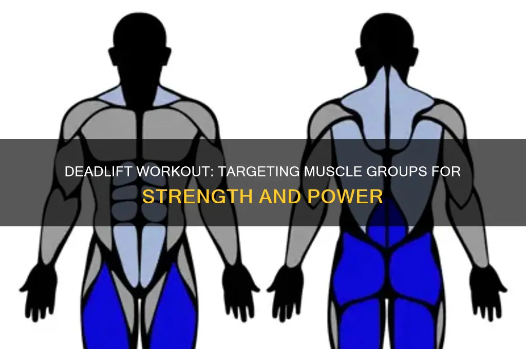 Deadlift Workout: Targeting Muscle Groups For Strength And Power | CyVigor