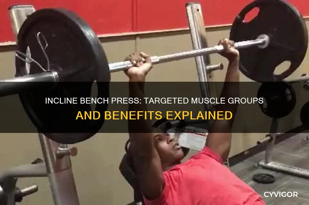 Incline Bench Press: Targeted Muscle Groups And Benefits Explained ...