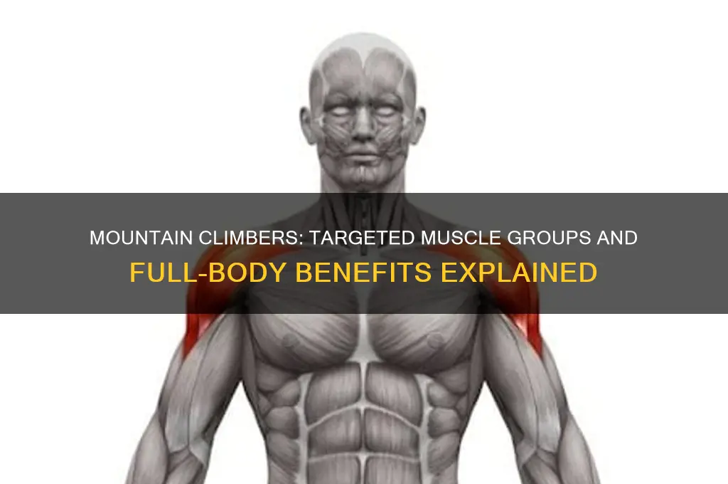 Mountain Climbers: Targeted Muscle Groups And Full-Body Benefits ...