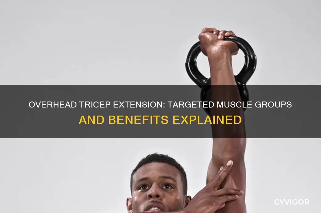 Overhead Tricep Extension: Targeted Muscle Groups And Benefits ...