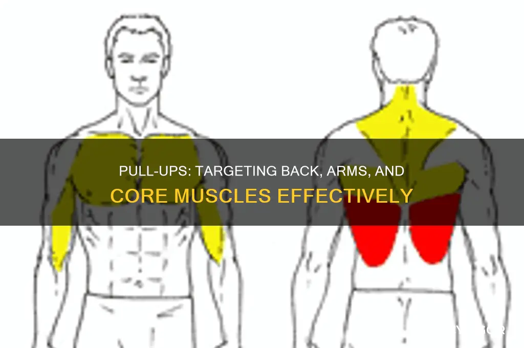 Pull-Ups: Targeting Back, Arms, And Core Muscles Effectively | CyVigor
