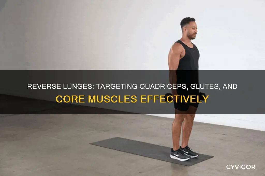 Reverse Lunges: Targeting Quadriceps, Glutes, And Core Muscles ...