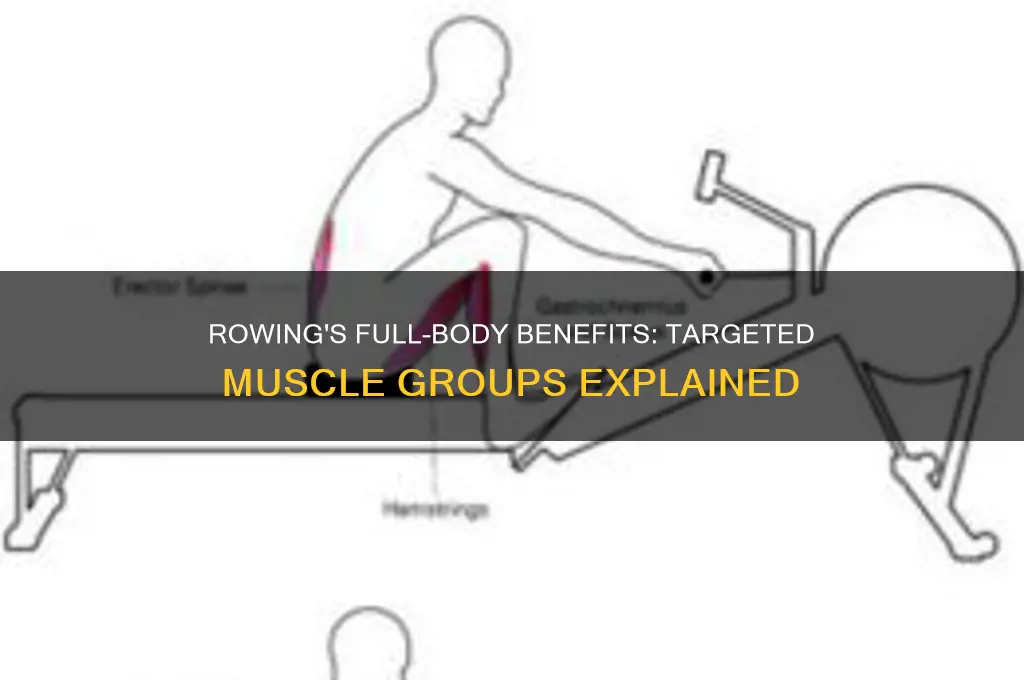 Rowing's Full-Body Benefits: Targeted Muscle Groups Explained | CyVigor