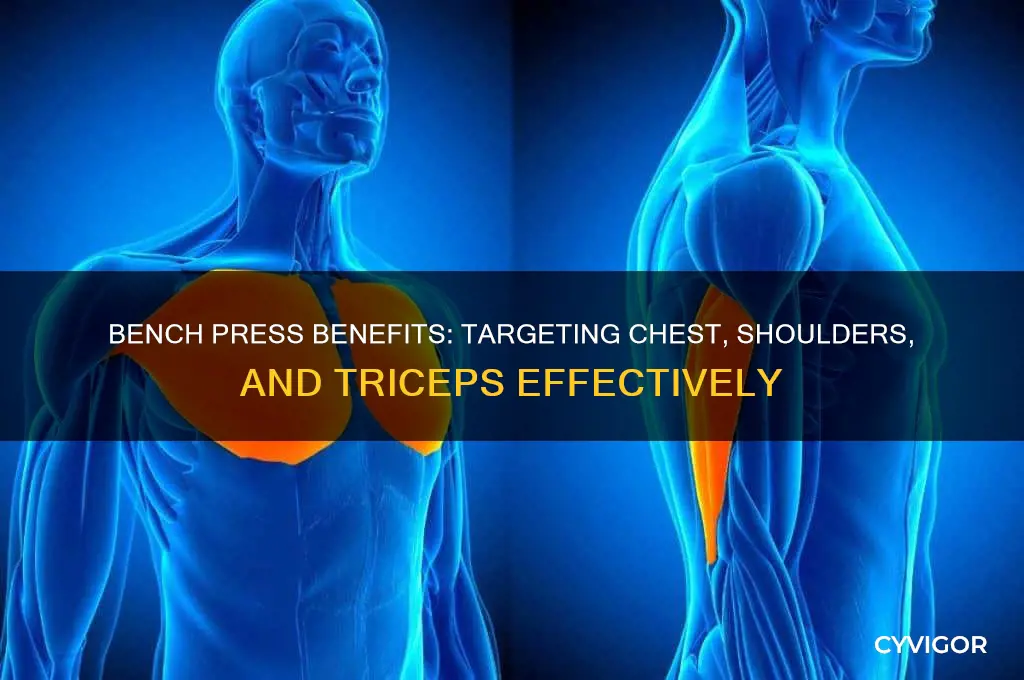 Bench Press Benefits: Targeting Chest, Shoulders, And Triceps ...