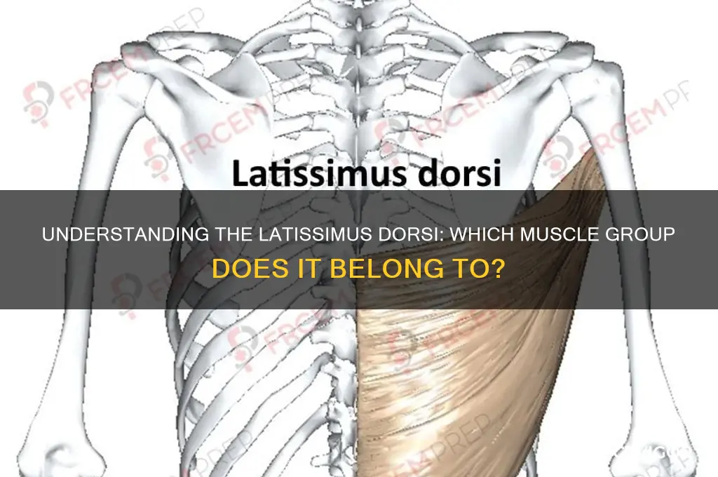 Understanding The Latissimus Dorsi: Which Muscle Group Does It Belong ...