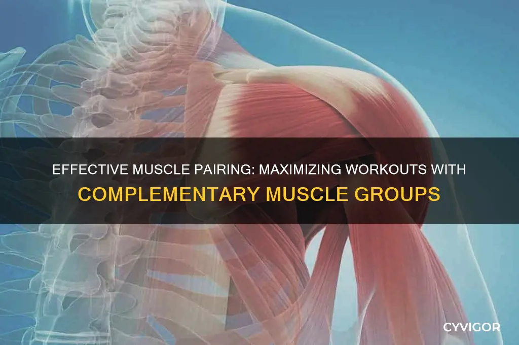 Effective Muscle Pairing: Maximizing Workouts With Complementary Muscle ...