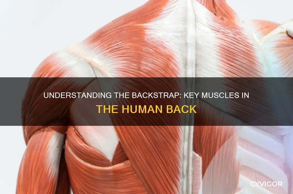Understanding The Backstrap: Key Muscles In The Human Back | CyVigor