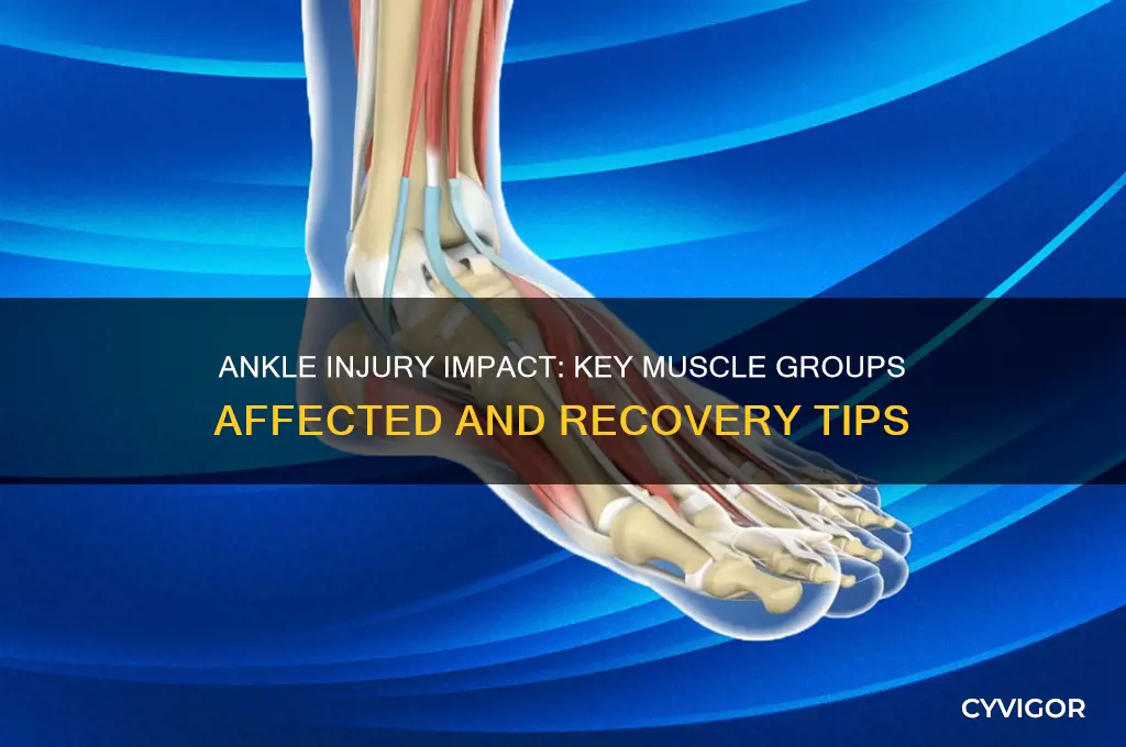 Ankle Injury Impact: Key Muscle Groups Affected And Recovery Tips | CyVigor