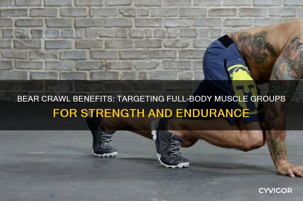 Bear Crawl Benefits: Targeting Full-Body Muscle Groups For Strength And ...