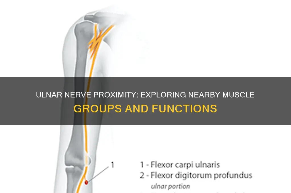 Ulnar Nerve Proximity: Exploring Nearby Muscle Groups And Functions ...