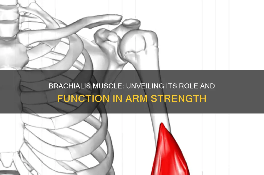Brachialis Muscle: Unveiling Its Role And Function In Arm Strength ...