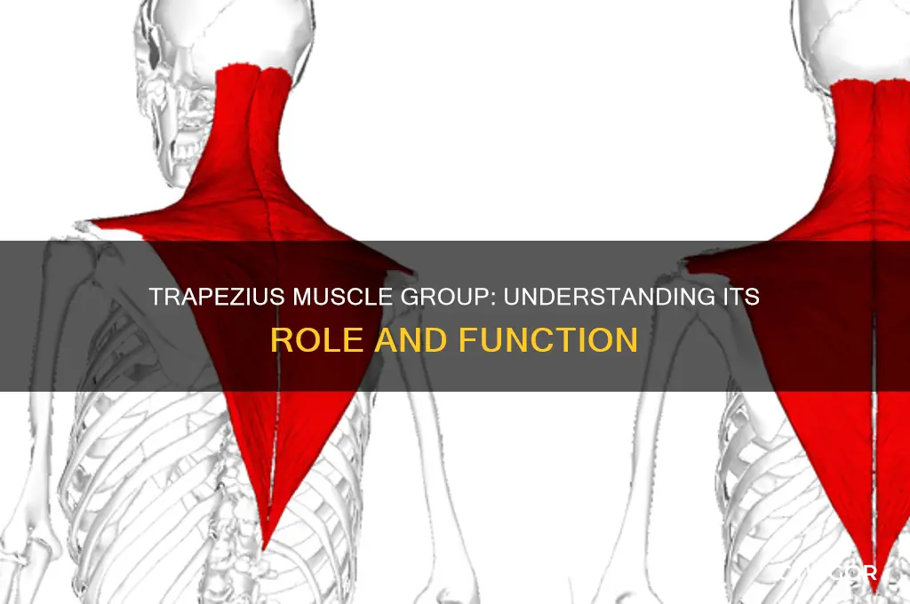 Trapezius Muscle Group: Understanding Its Role And Function | CyVigor