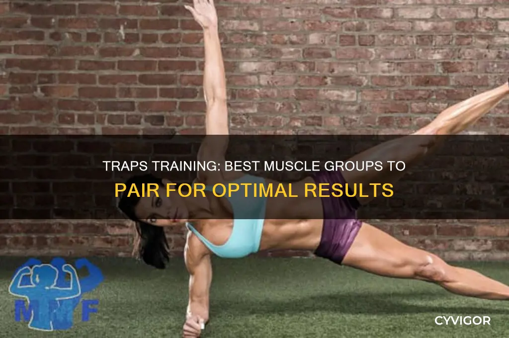 Traps Training: Best Muscle Groups To Pair For Optimal Results | CyVigor