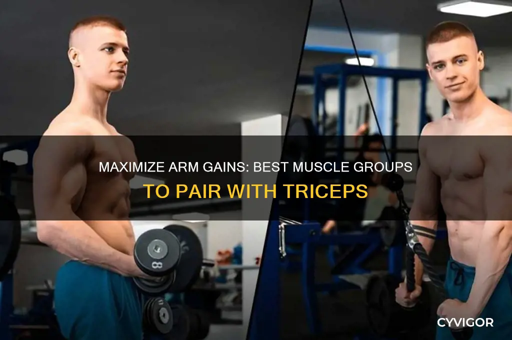 Maximize Arm Gains: Best Muscle Groups To Pair With Triceps | CyVigor