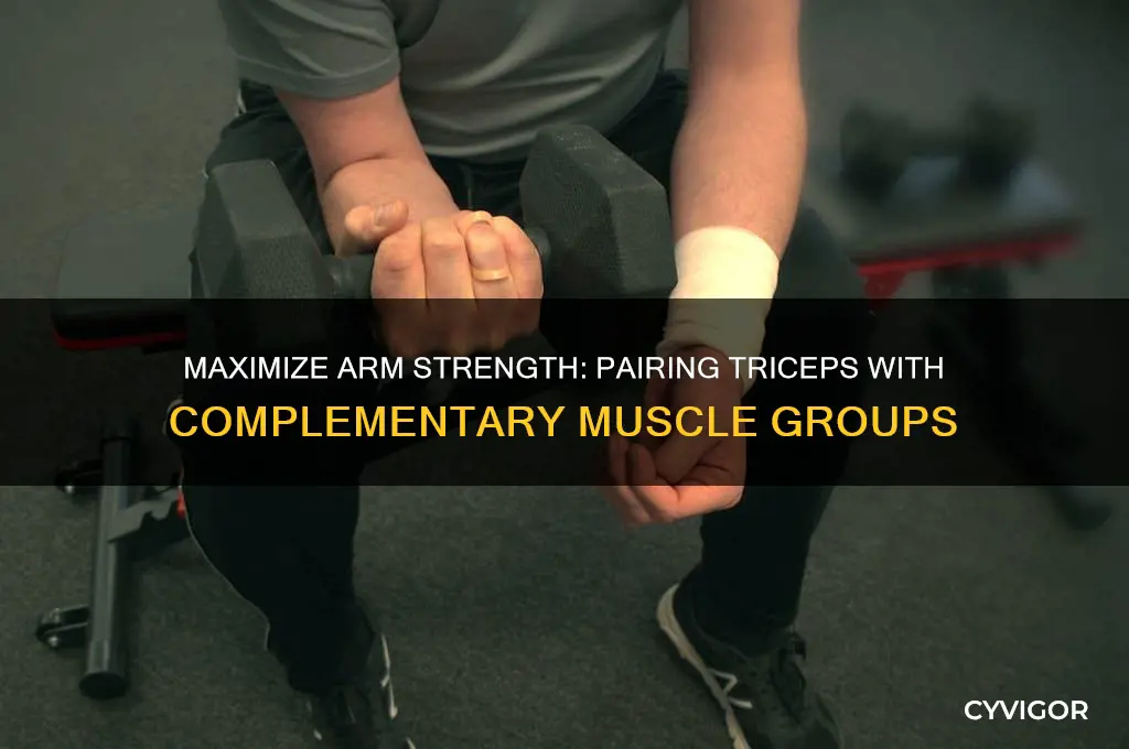 Maximize Arm Strength: Pairing Triceps With Complementary Muscle Groups ...