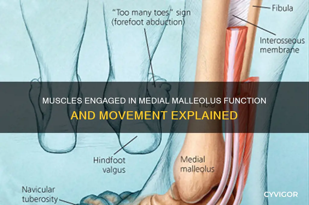 Muscles Engaged In Medial Malleolus Function And Movement Explained ...