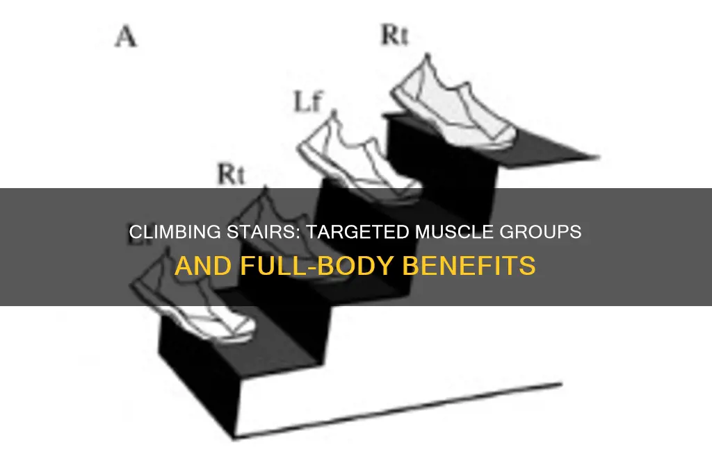 Climbing Stairs: Targeted Muscle Groups And Full-Body Benefits | CyVigor