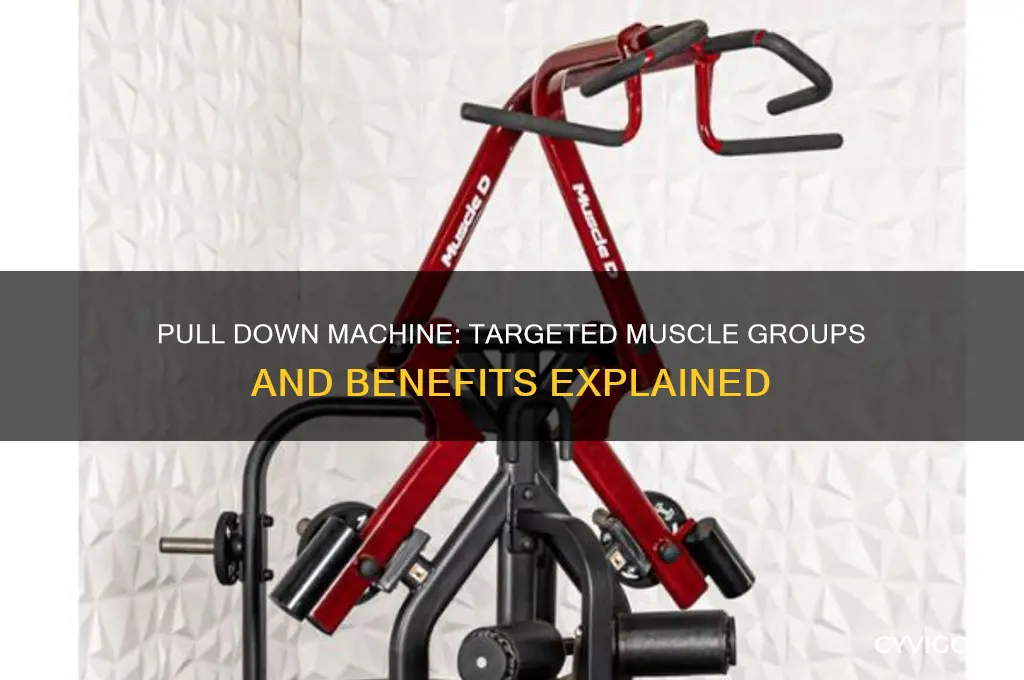 Pull Down Machine: Targeted Muscle Groups And Benefits Explained | CyVigor