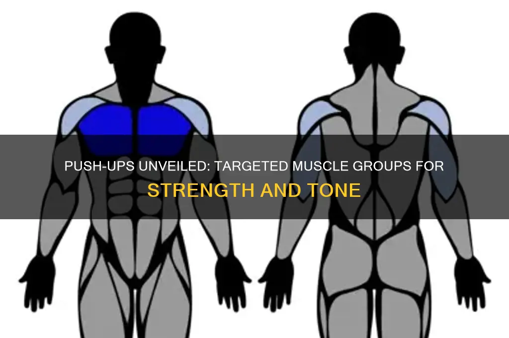 Push-Ups Unveiled: Targeted Muscle Groups For Strength And Tone | CyVigor