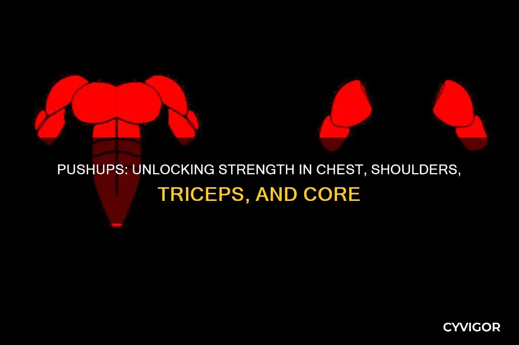 Pushups: Unlocking Strength In Chest, Shoulders, Triceps, And Core ...