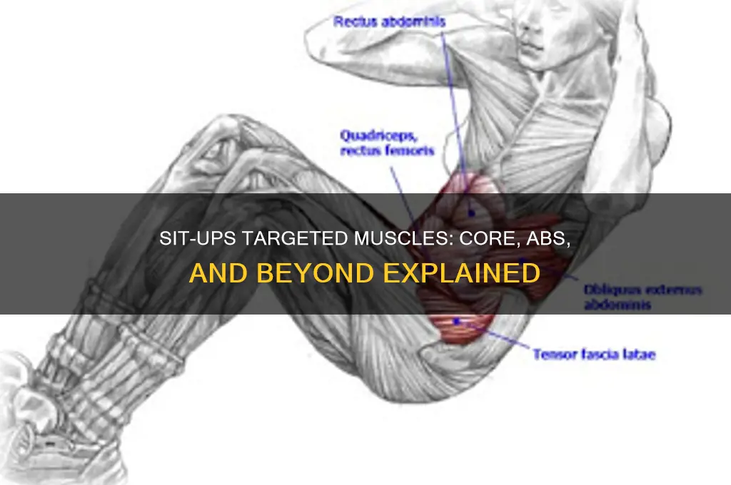 Sit-Ups Targeted Muscles: Core, Abs, And Beyond Explained | CyVigor