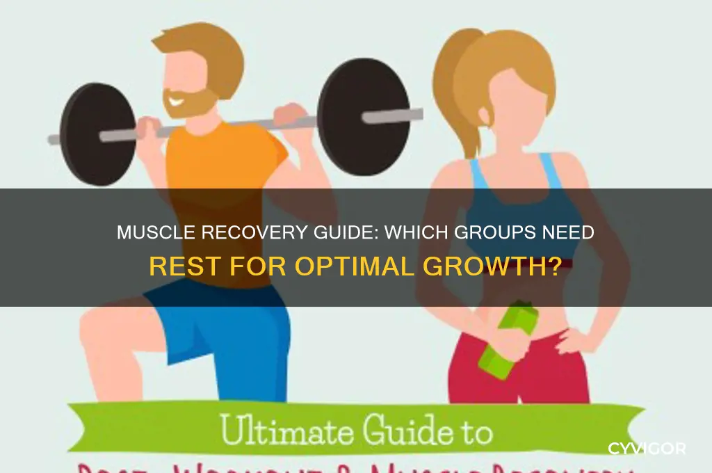 Muscle Recovery Guide: Which Groups Need Rest For Optimal Growth? | CyVigor