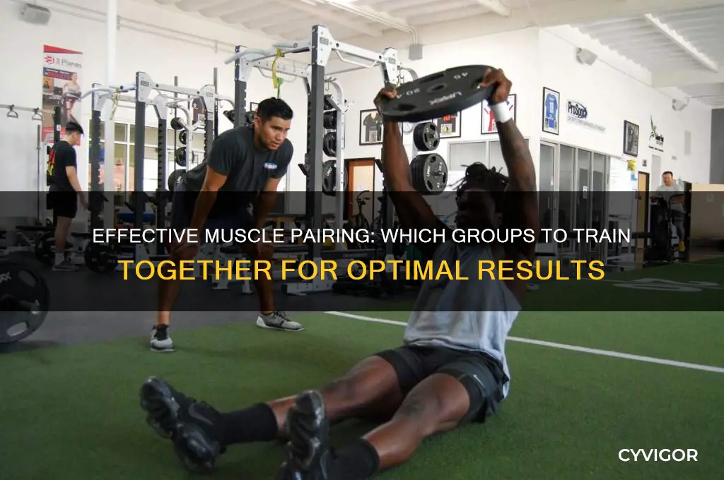 Effective Muscle Pairing: Which Groups To Train Together For Optimal ...