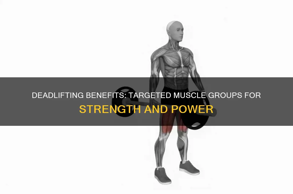 Deadlifting Benefits: Targeted Muscle Groups For Strength And Power ...