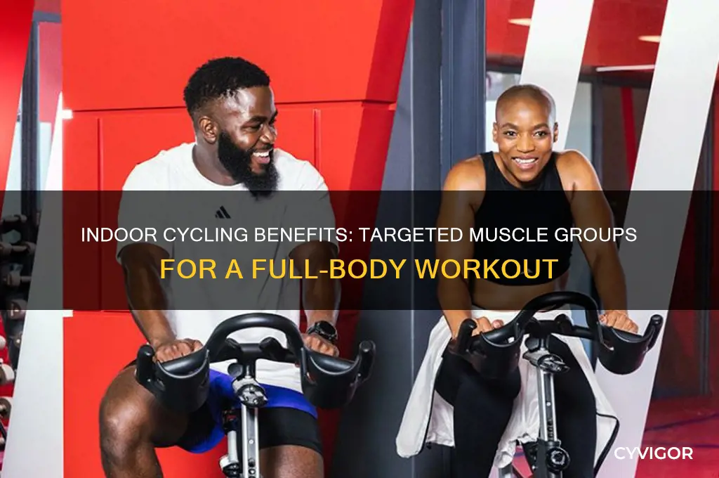 Indoor Cycling Benefits: Targeted Muscle Groups For A Full-Body Workout ...