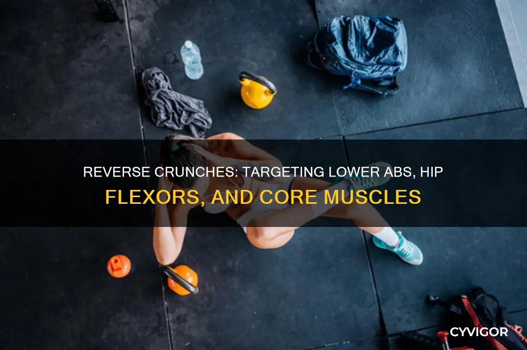 Reverse Crunches: Targeting Lower Abs, Hip Flexors, And Core Muscles ...