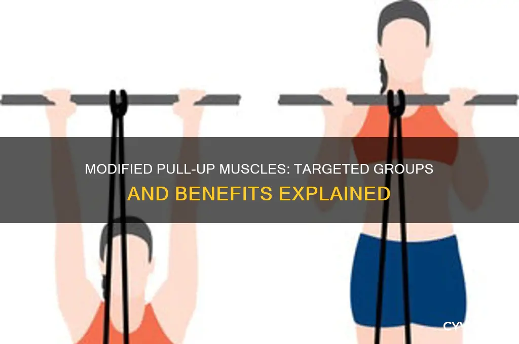 Modified Pull-Up Muscles: Targeted Groups And Benefits Explained | CyVigor